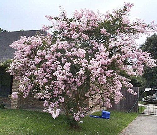 Large Near East Crape Myrtle, 2-4ft Tall When Shipped, Matures ...